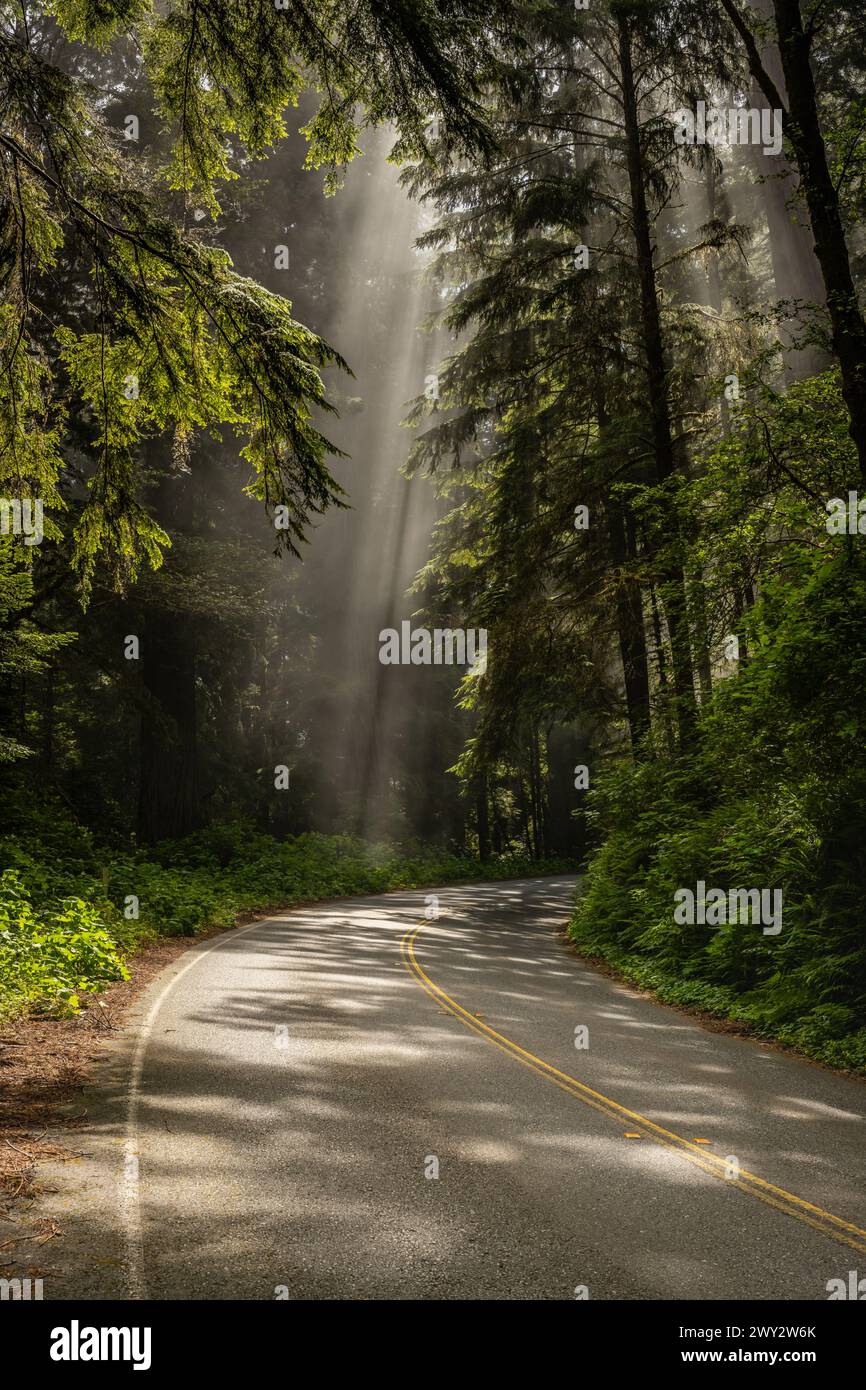 Trees curved over road hi-res stock photography and images - Alamy