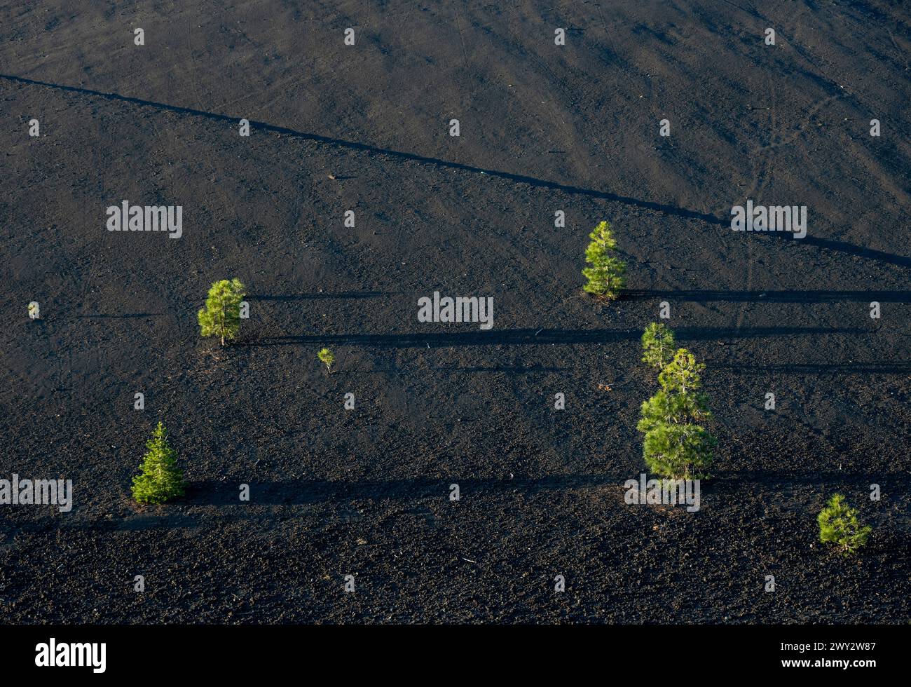 Bright Green Trees Dot The Side of Cinder Cone In Lassen Volcanic Stock ...