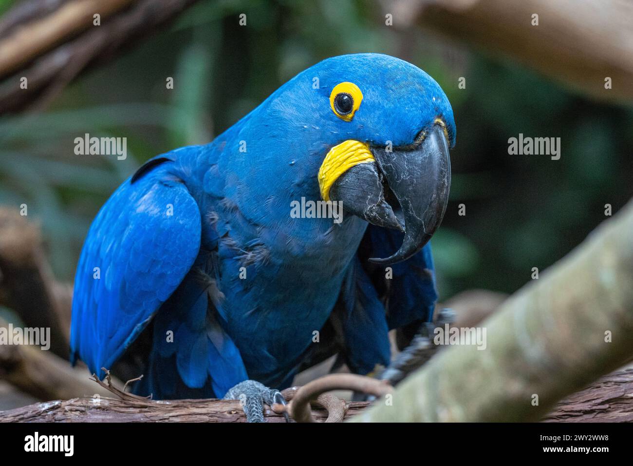 Close-up of Bright Blue Macaw with yellow eyes in Aviary Stock Photo ...