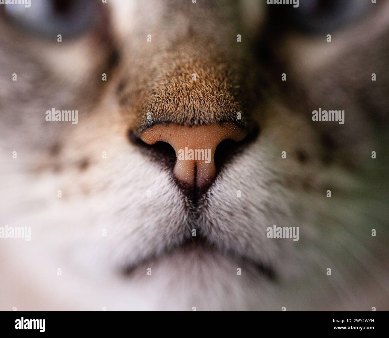 Macro close up cat nose of siamese lynx point cat with blue eyes Stock ...