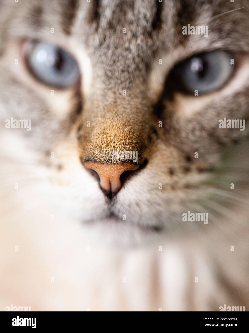 Siamese cat with pink nose hi-res stock photography and images - Alamy