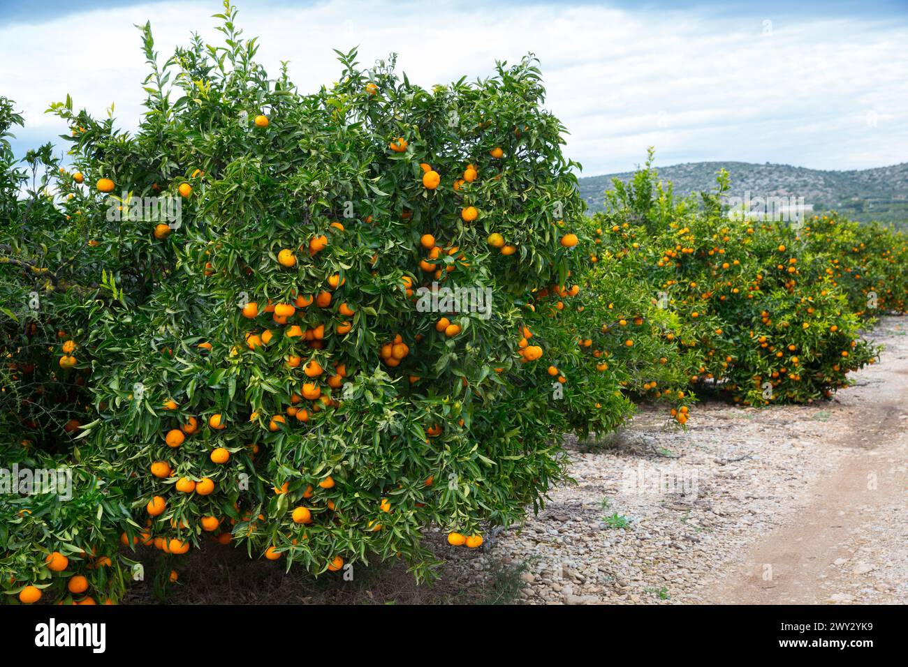 Mandarin plantation trees ripe hi-res stock photography and images - Alamy