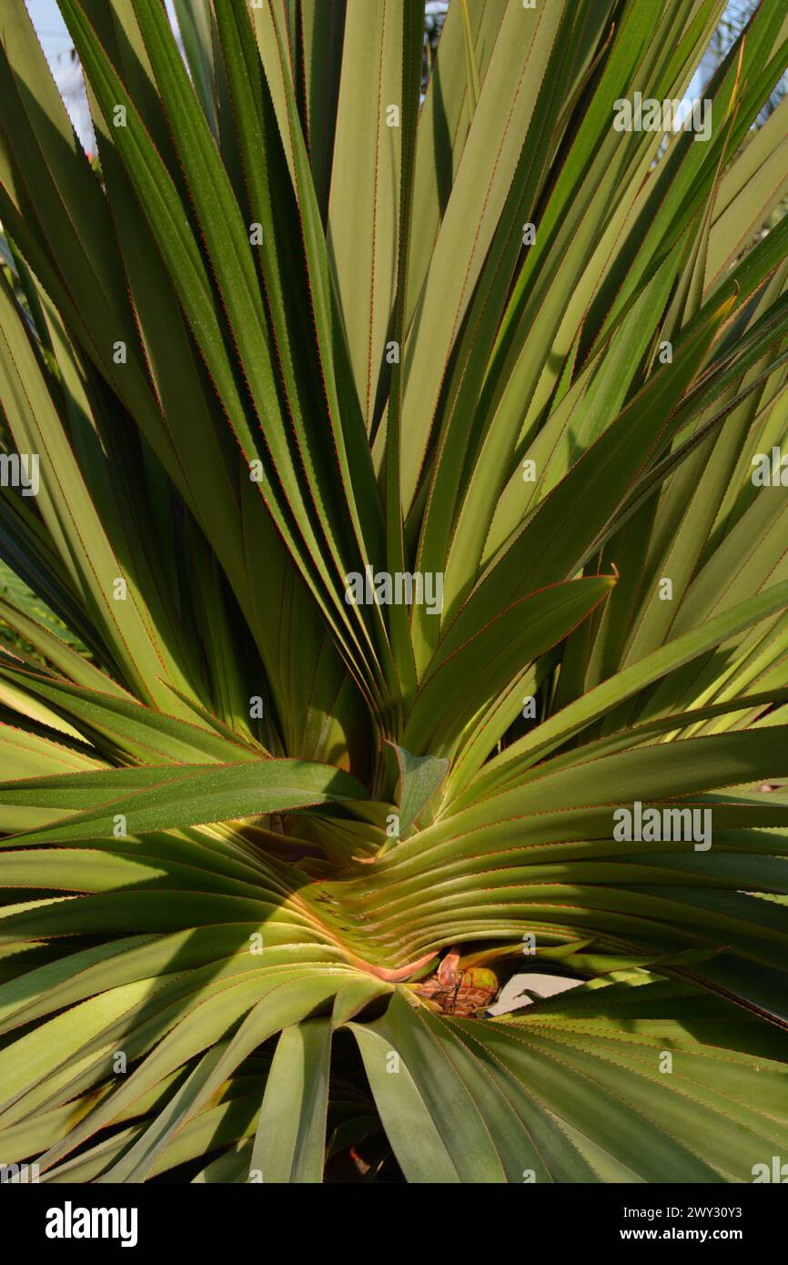 Screwpine Leaves Pandanus Utilis Stock Photo - Alamy