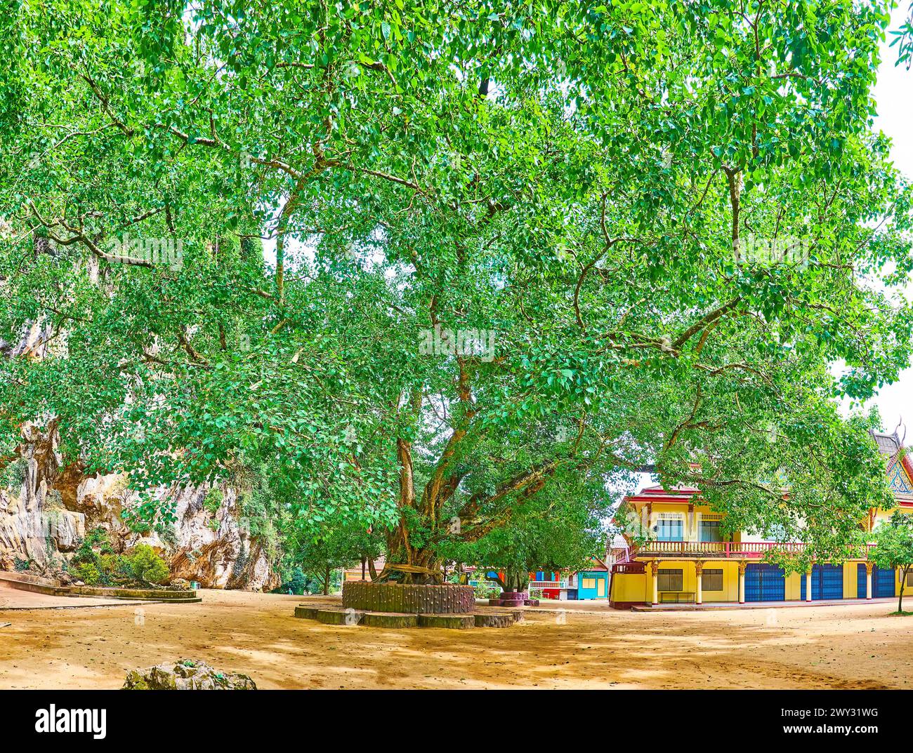 The spread green Bodhi Tree at the cave of Wat Suwan Kuha Cave Temple ...