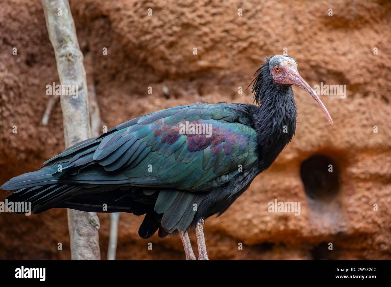Northern bald ibis stands alone in front of cliff. The plumage is black ...