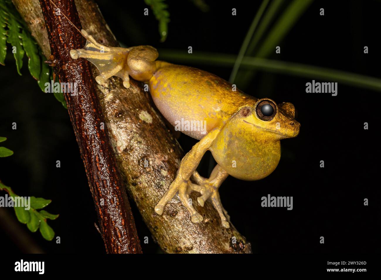 Laughing frog hi-res stock photography and images - Alamy