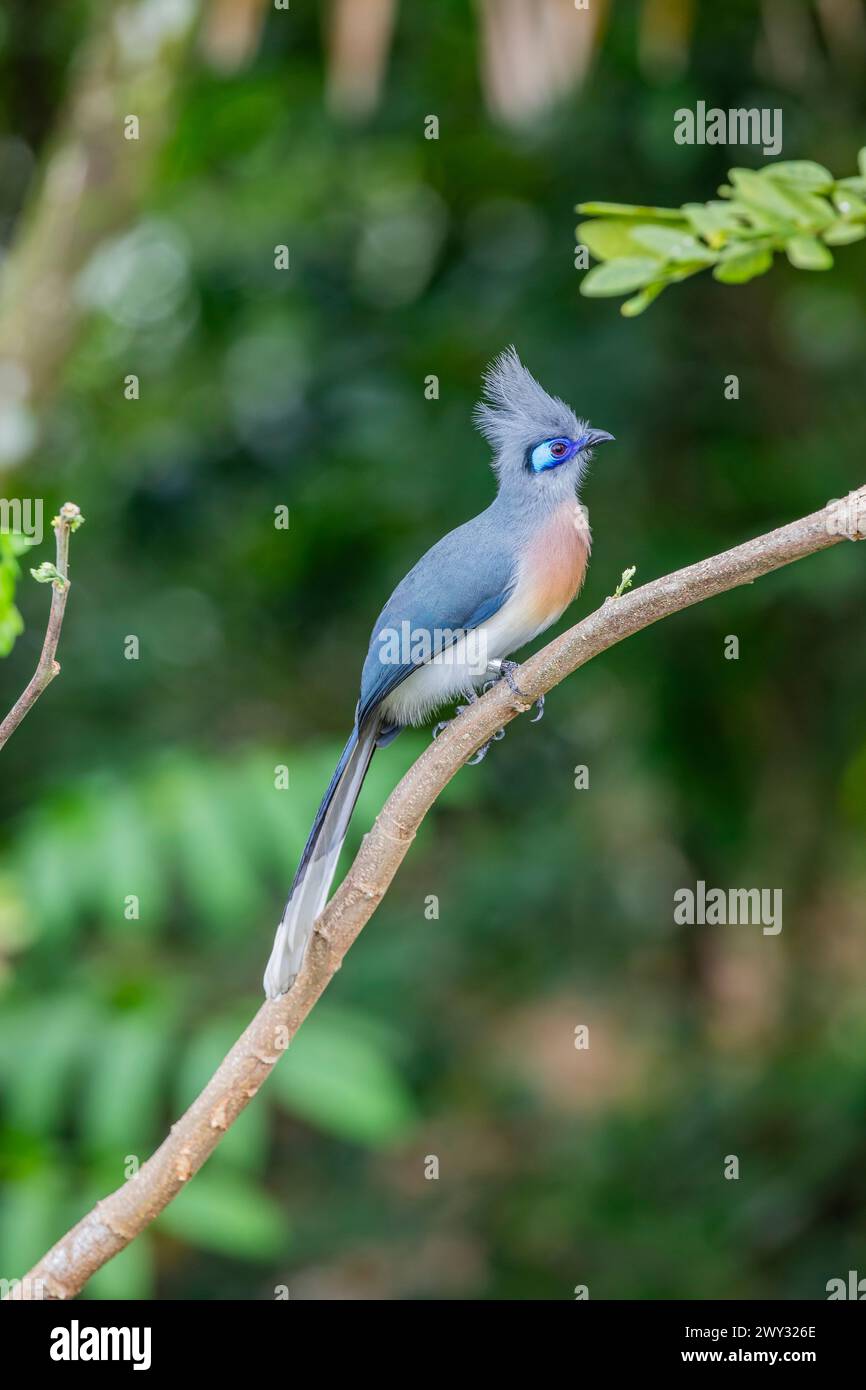 The crested coua (Coua cristata) is a common medium sized bird member ...