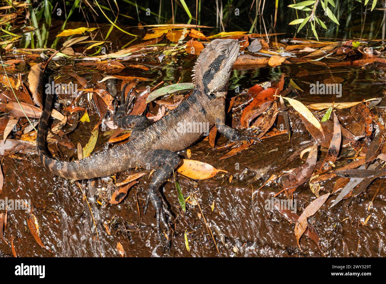 Australian eastern water dragon hi-res stock photography and images - Alamy