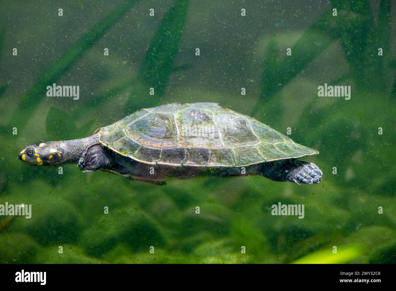 The yellow-spotted Amazon river turtle(Podocnemis unifilis). One of the ...