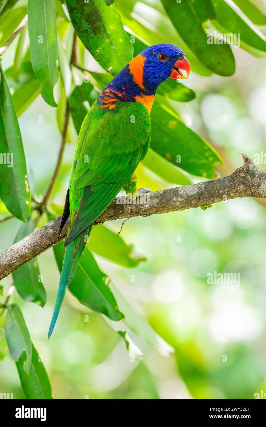 Collared lory hi-res stock photography and images - Alamy