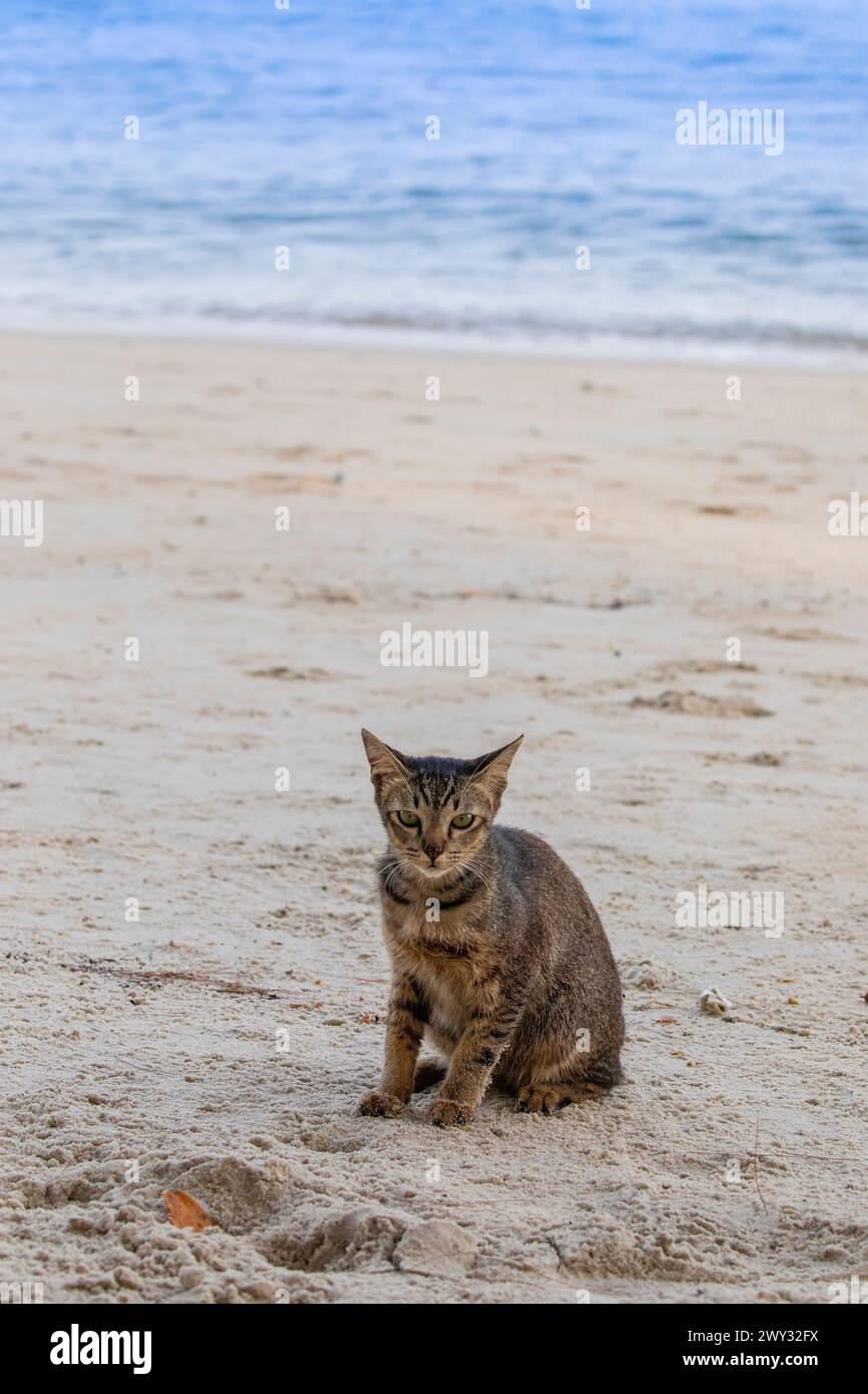 The tabby cat walks on the beach of Batu Ferringhi. Located along the ...