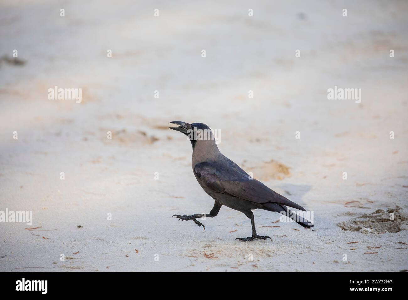 A house crow (Corvus splendens) is on the beach of Batu Ferringhi ...