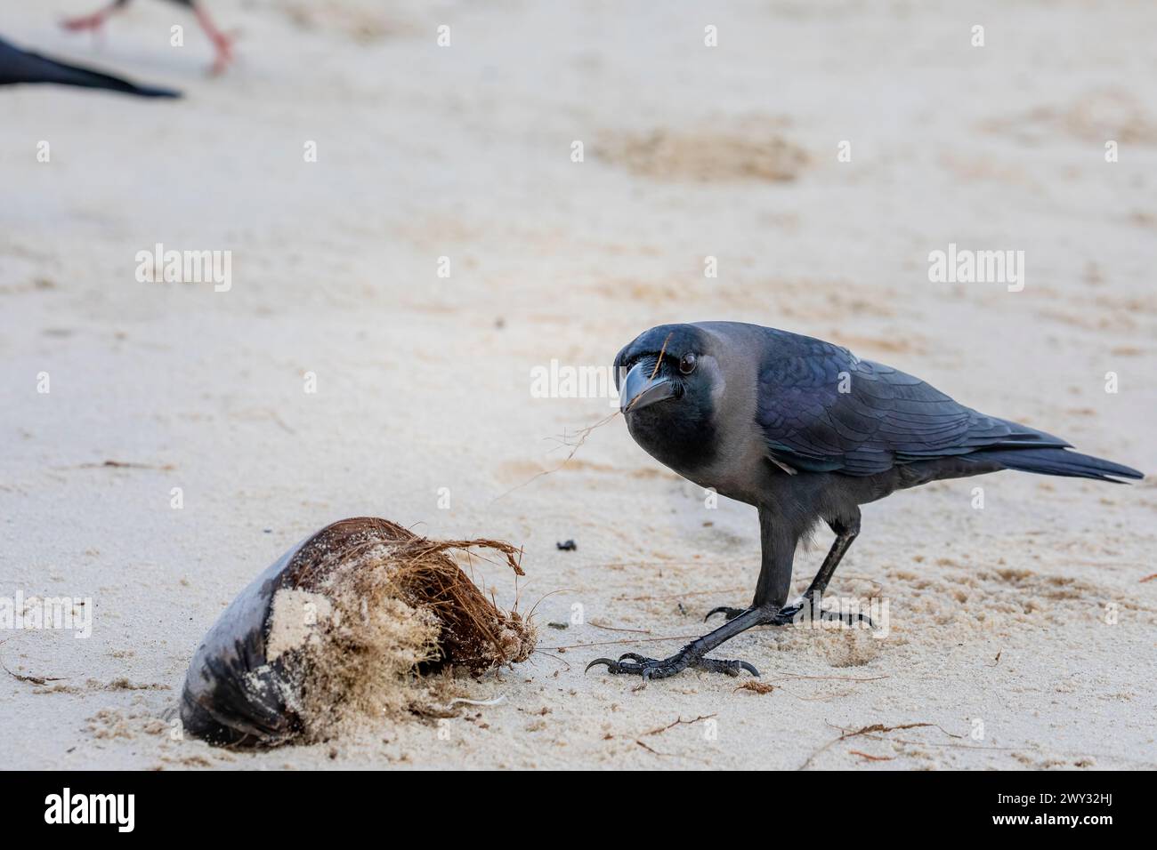 A house crow (Corvus splendens) is carrying fibers from a coconut on ...