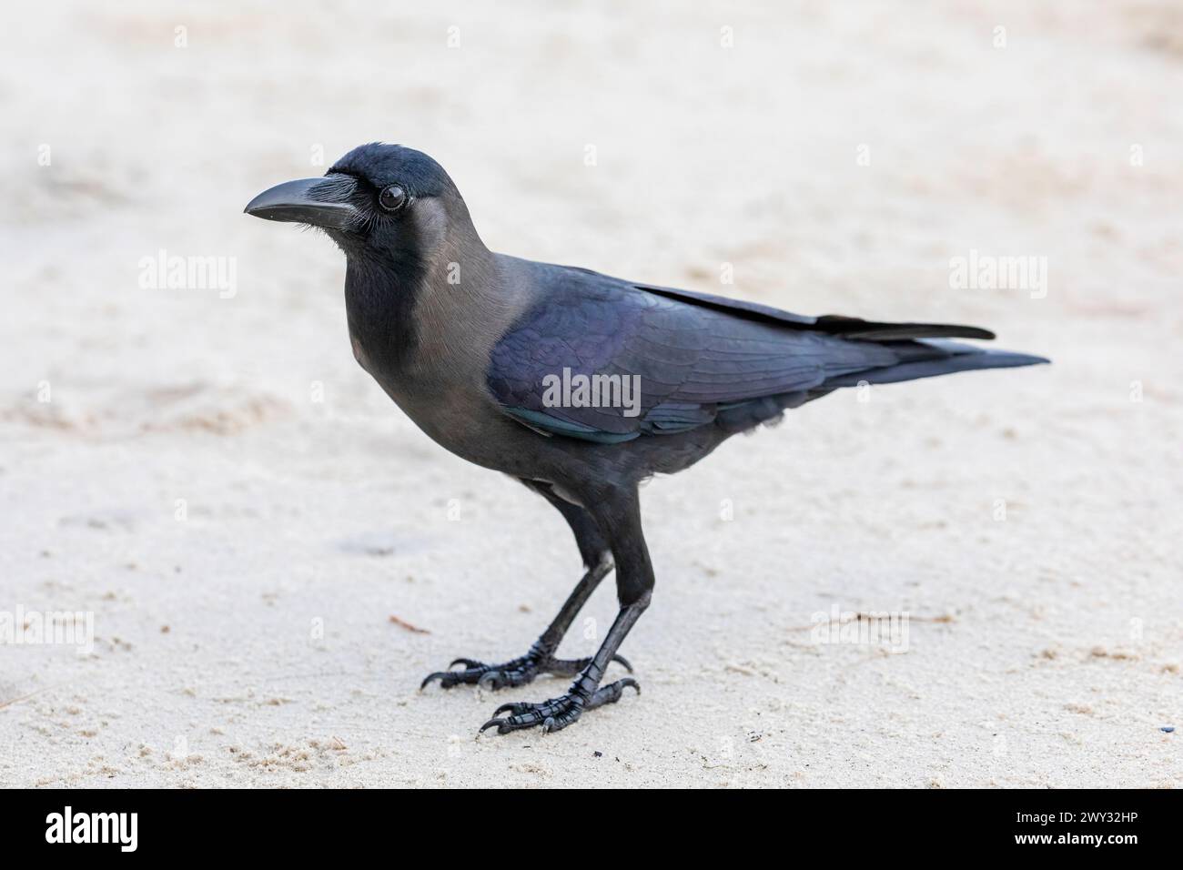 A house crow (Corvus splendens) is on the beach of Batu Ferringhi ...