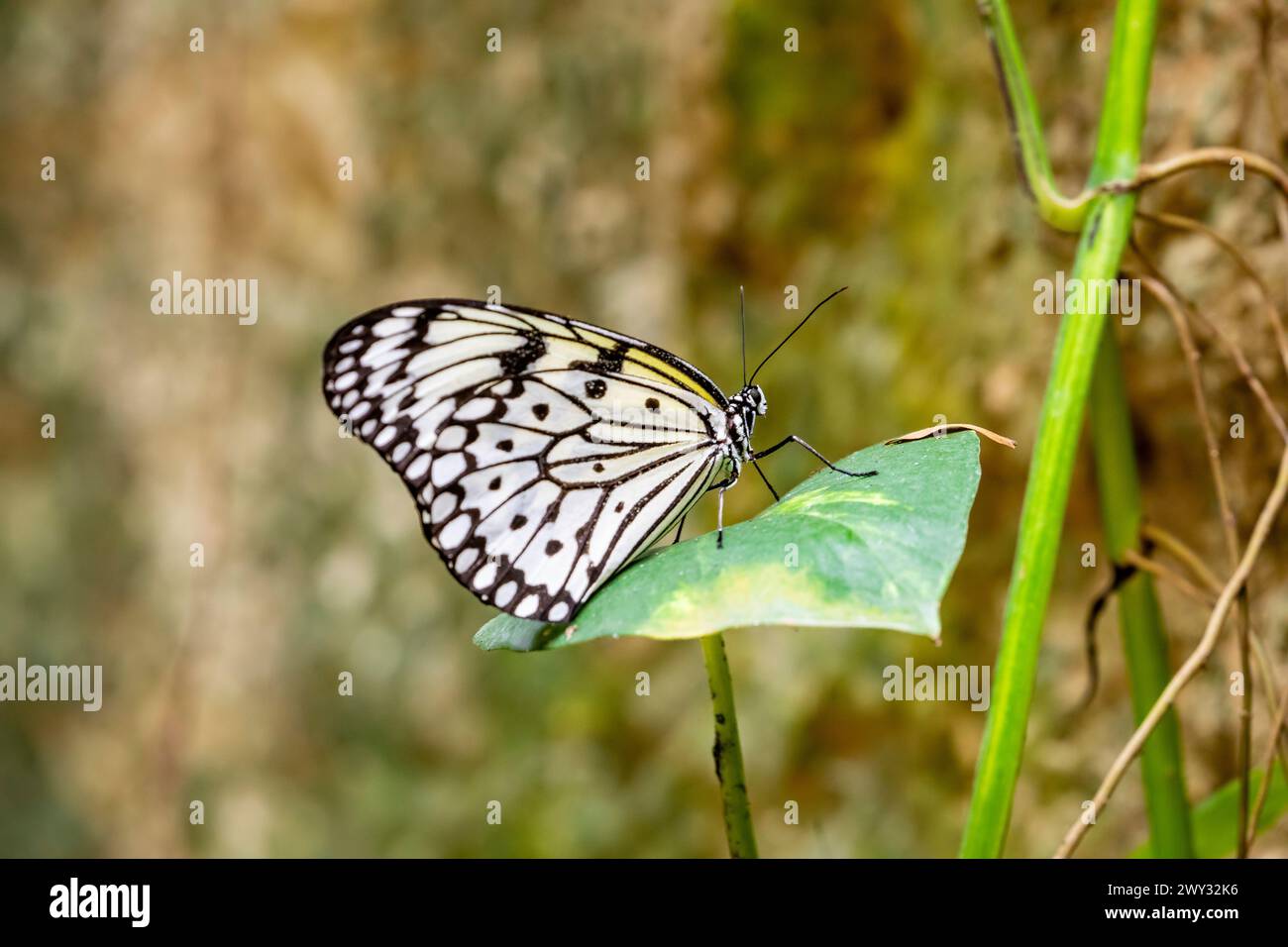 white nymph butterfly (Idea leuconoe) in Entopia penang Malaysia, is a butterfly known ...