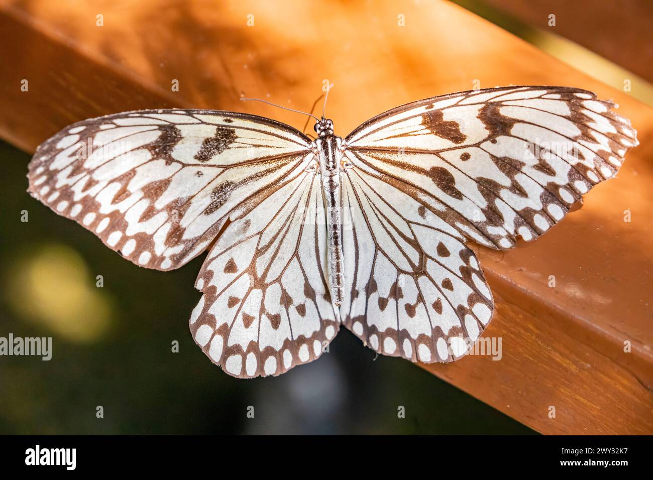 white nymph butterfly (Idea leuconoe) in Entopia penang Malaysia, is a butterfly known ...