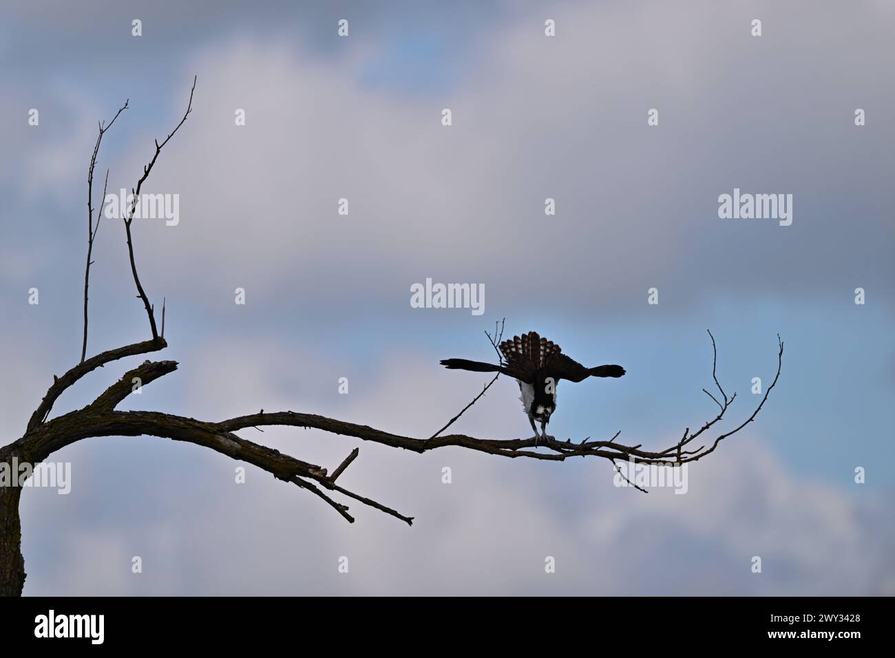 Osprey Stretching Wings Stock Photo - Alamy