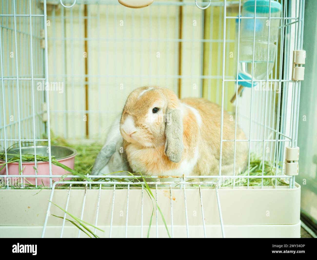 The lop-eared rabbit is an adorable family pet Stock Photo - Alamy