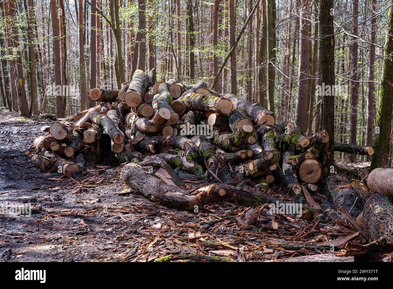 A woodpile of chopped lumber in the forest. A big pile of cut down oak ...
