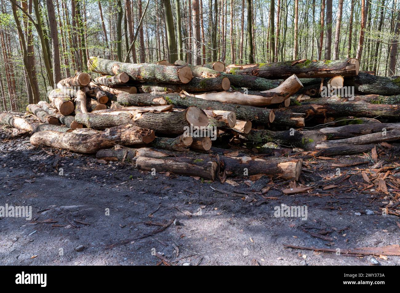 A woodpile of chopped lumber in the forest. A big pile of cut down oak ...