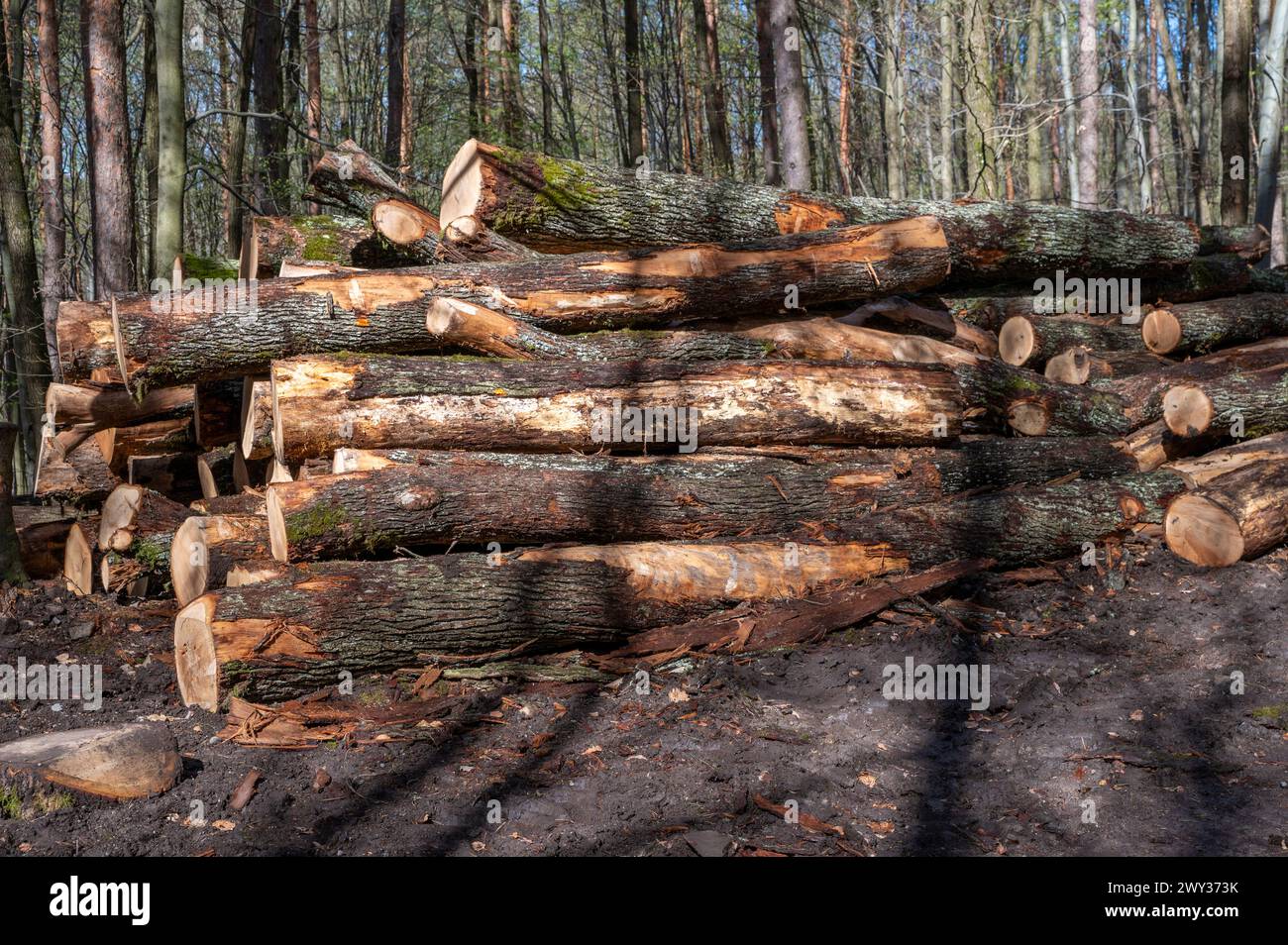 A woodpile of chopped lumber in the forest. A big pile of cut down oak ...