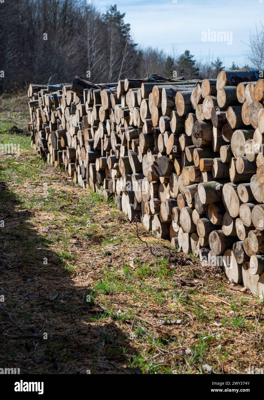 A woodpile of chopped lumber in the forest. A big pile of cut down ...