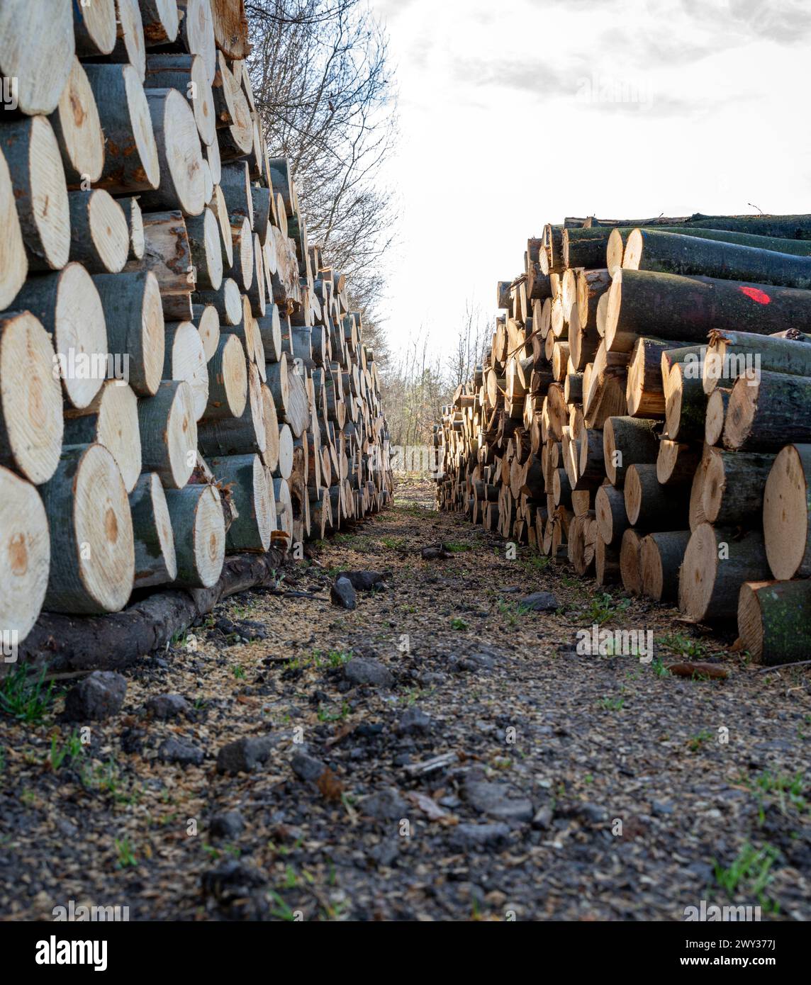 A woodpile of chopped lumber in the forest. A big pile of cut down ...