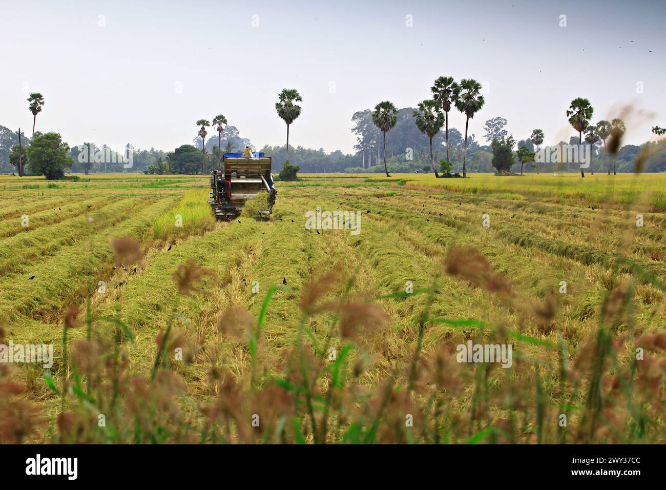 Rice harvester Harvesting rice in the rice field in Chainat Province ...