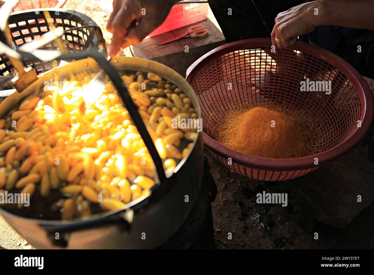 Yellow silkworm cocoon shell through the Silk Route, the brewing ...