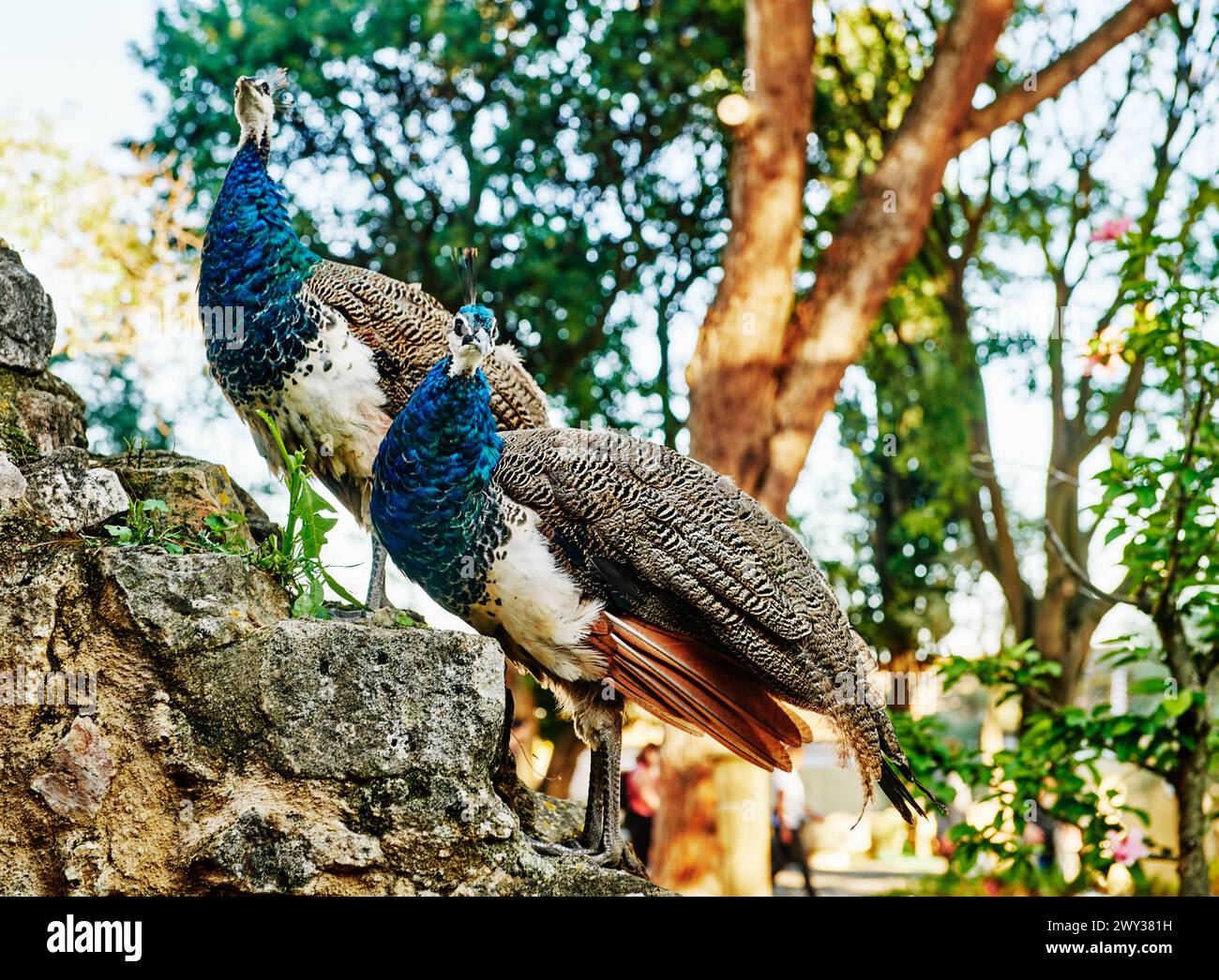 Birds of portugal hi-res stock photography and images - Alamy