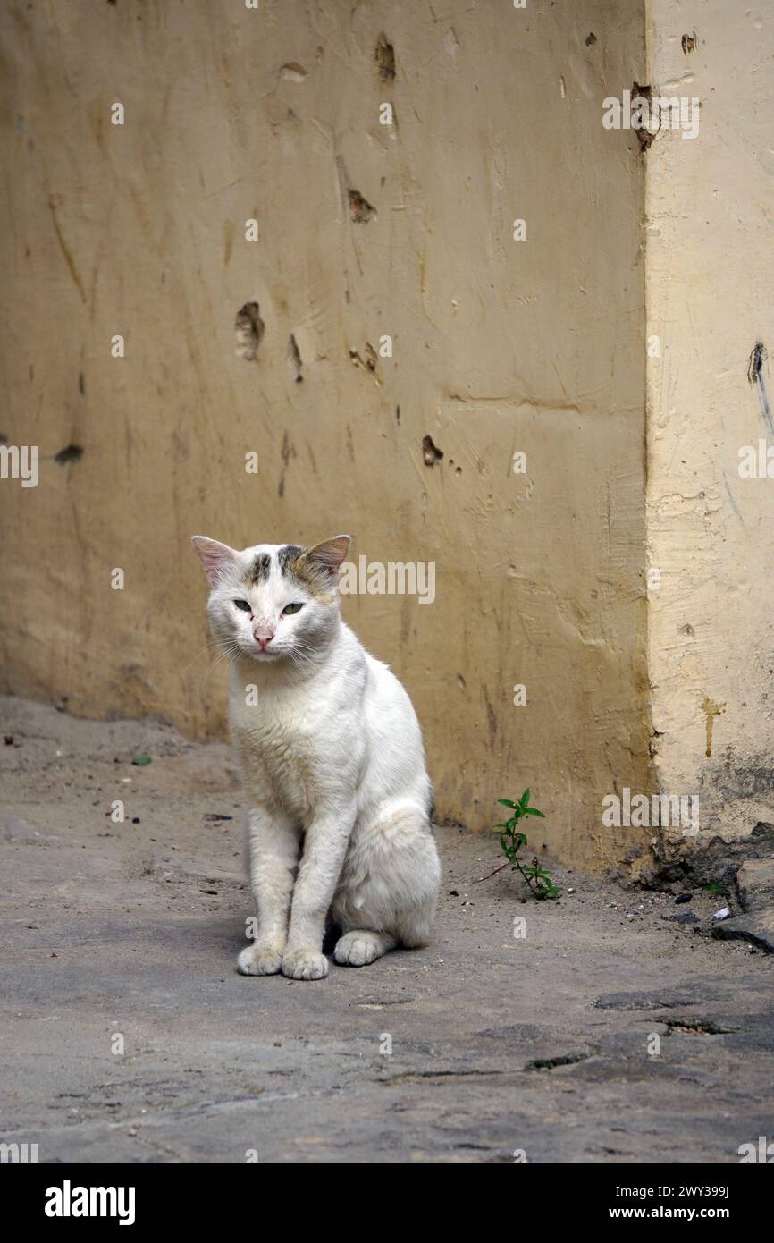 White cats sitting street cat hi-res stock photography and images - Alamy