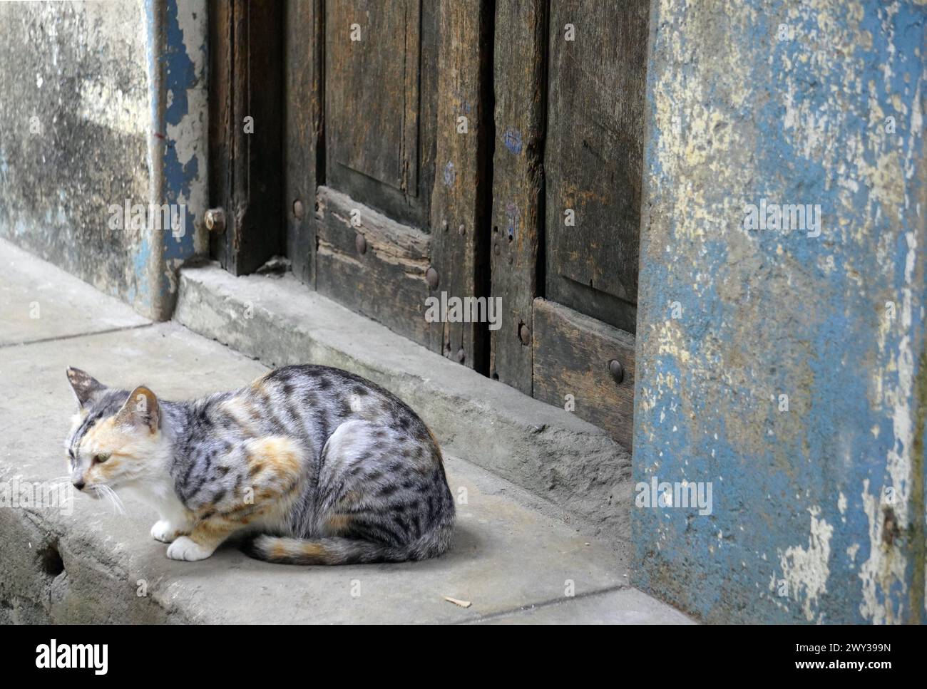 Cat watching passersby attentively on a stone step near a wooden gate ...
