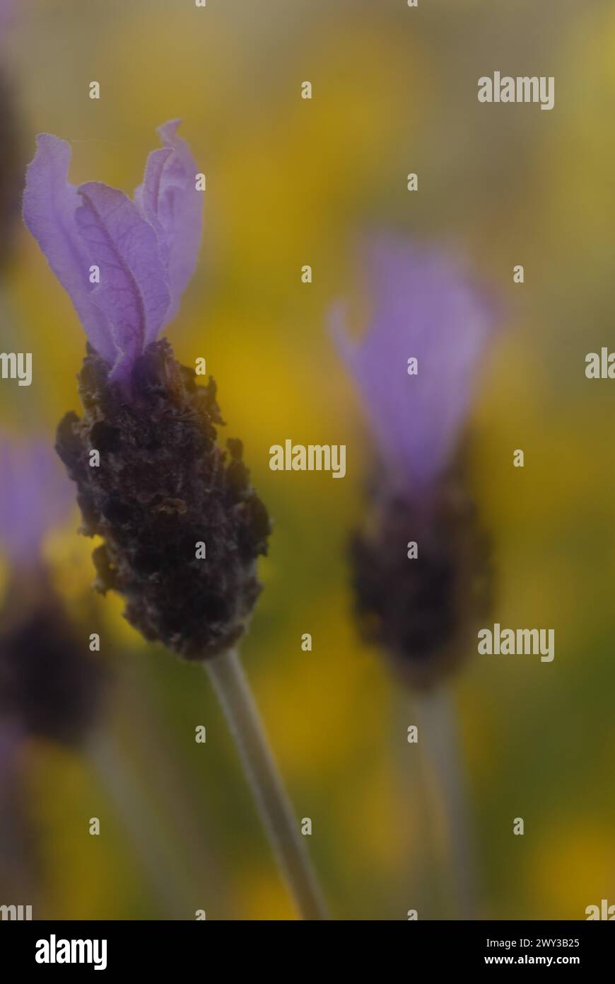 French lavender (Lavandula stoechas) in inflorescence, Extremadura ...