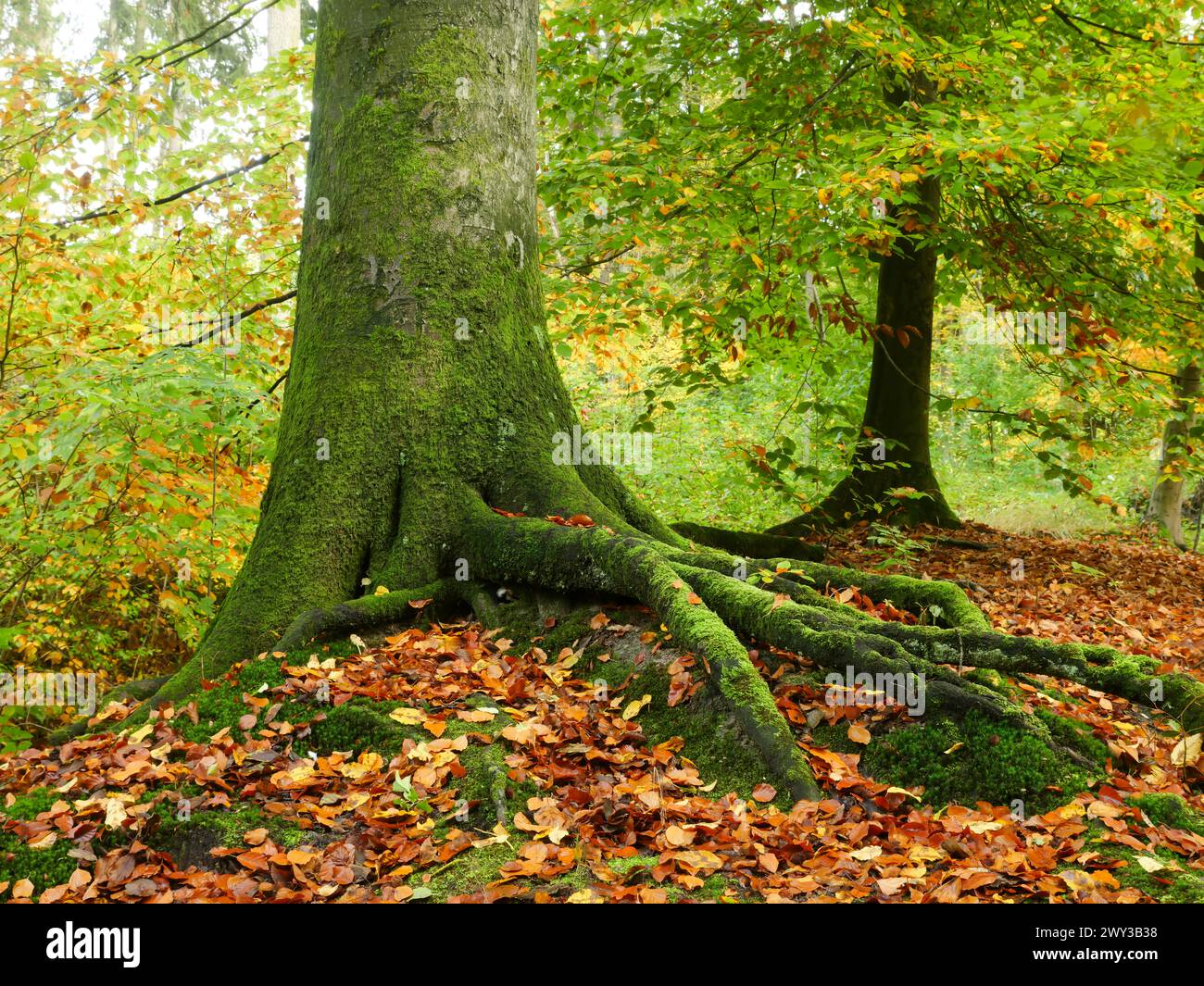 Common beech (Fagus sylvatica), roots form in the ground and give the ...