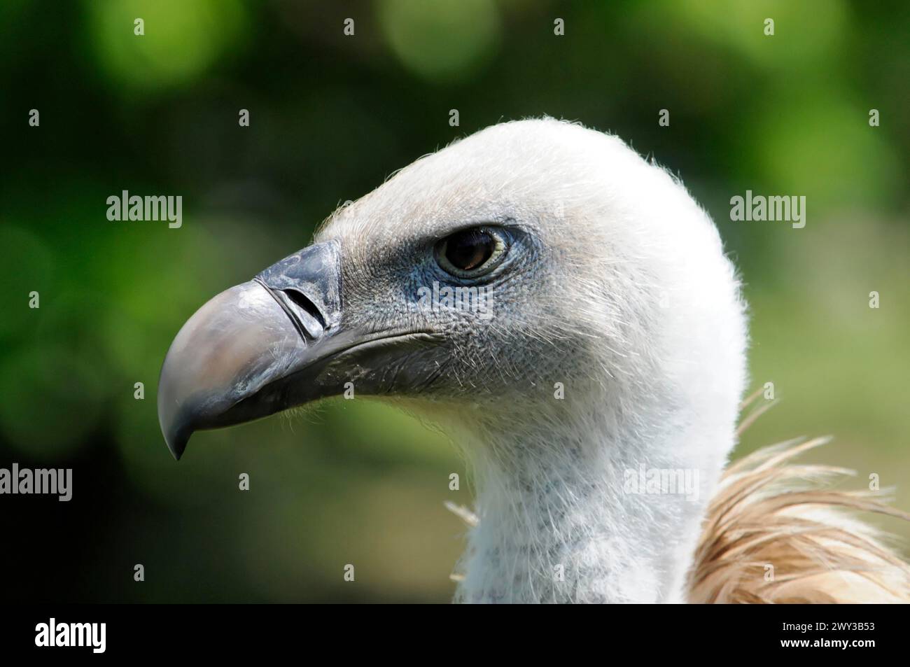 Griffon vulture (Gyps fulvus), portrait of a vulture with white head ...