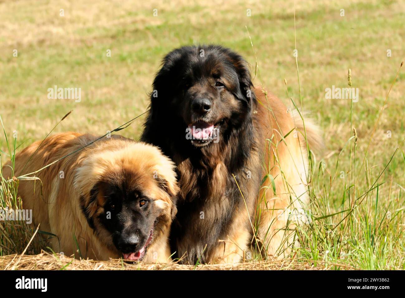Leonberger dogs, A black and a brown dog lie in the grass and one looks ...