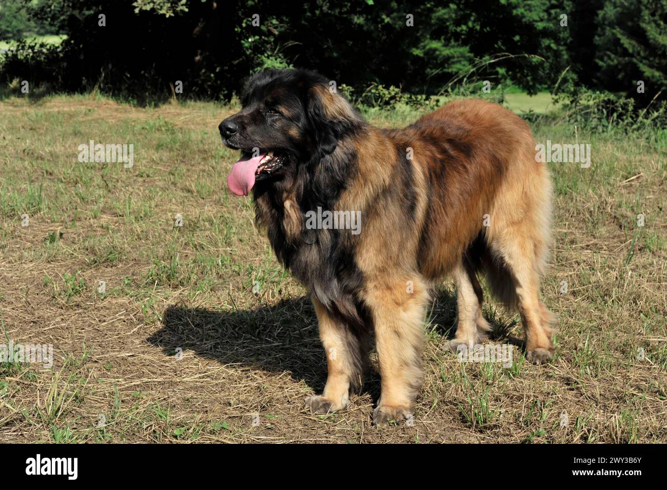 Stand hund hi-res stock photography and images - Alamy