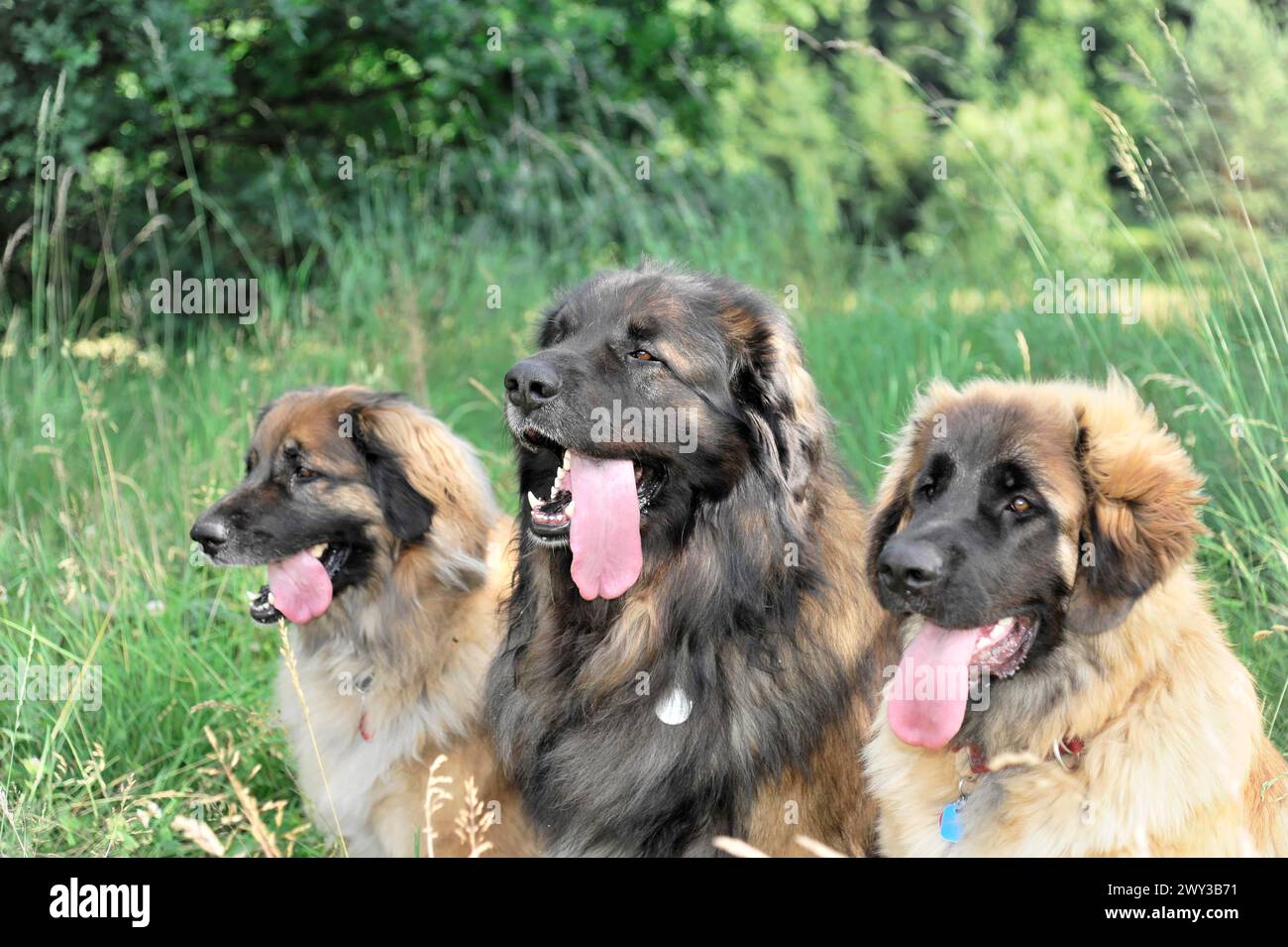 Leonberger dogs, Three dogs with different directions of view sitting ...