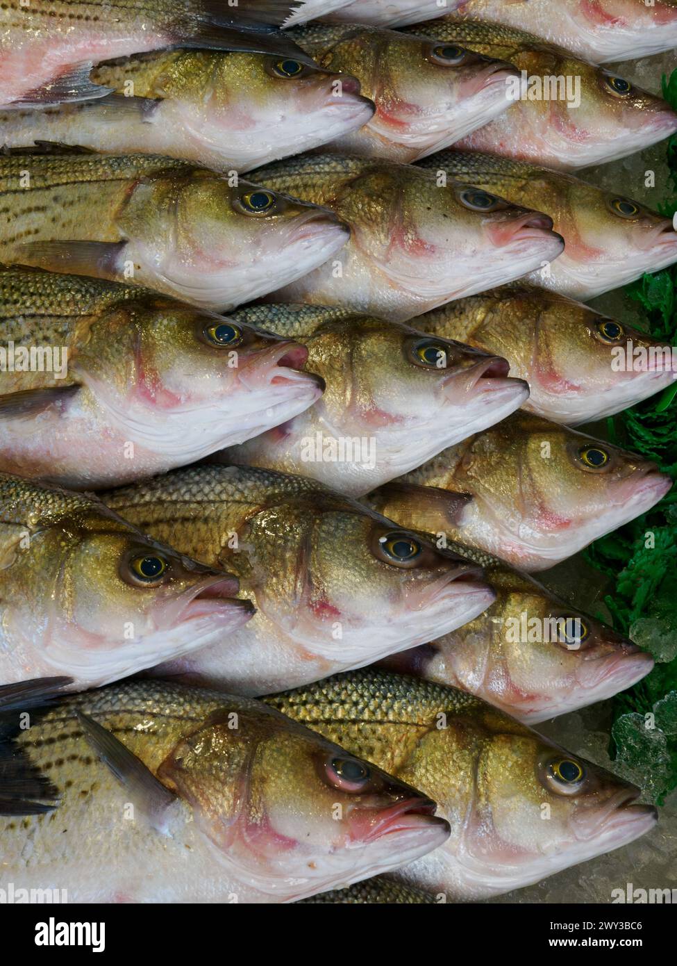 Municipal fish market at the wharf hi-res stock photography and images ...