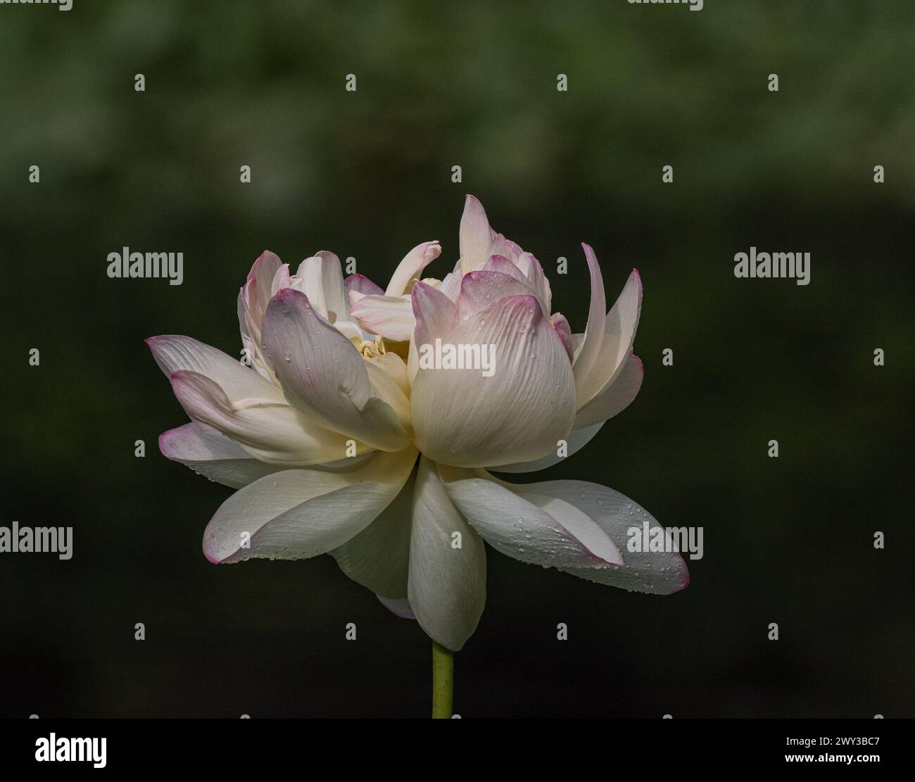 Sacred Lotus (Nelumbo nucifera),Meadowlark Botanical Gardens, VA Stock ...