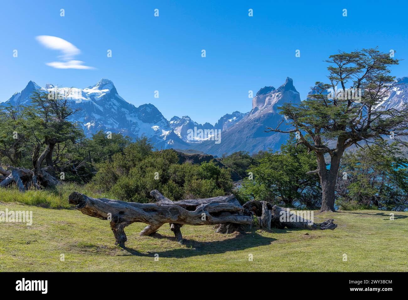 Andean mountain range, bizzare and dead vegetation, Torres del Paine ...