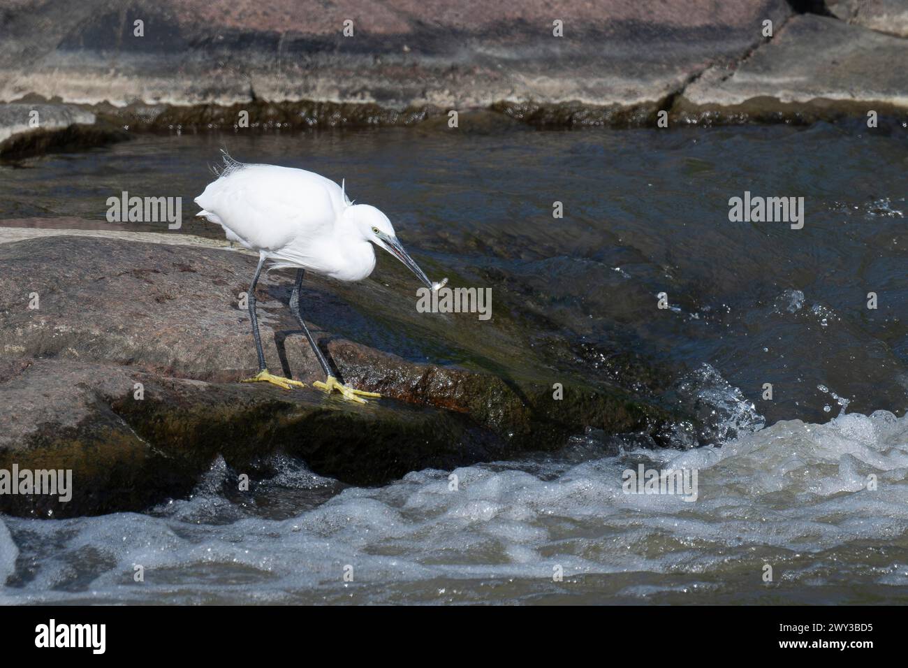 Cattle Egret Cattle Egret (Bubulcus ibis), Mziki Private Game Reserve, North West Province ...