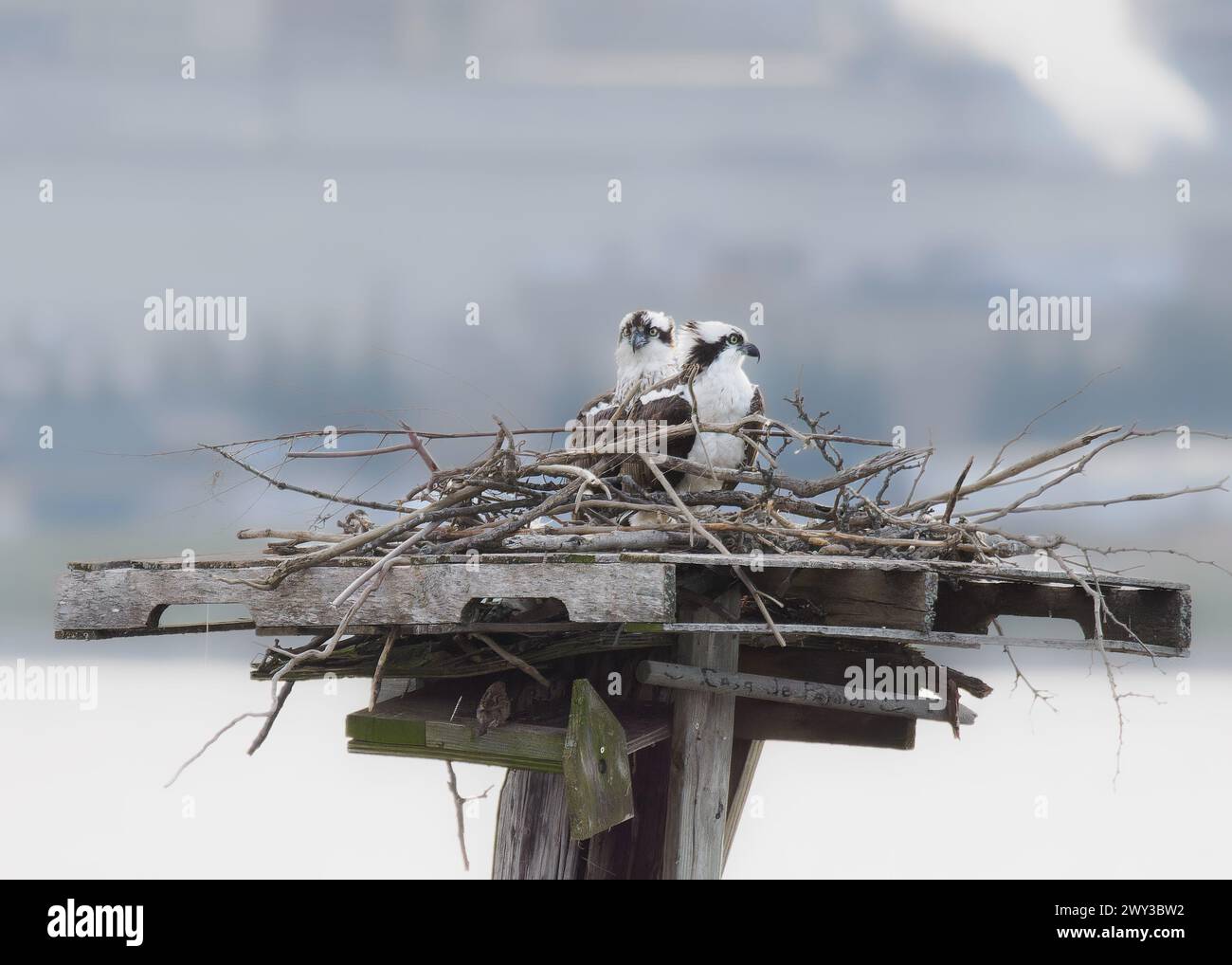 Two ospreys in nest along Potomac River, Alexandria, VA, USA Stock ...