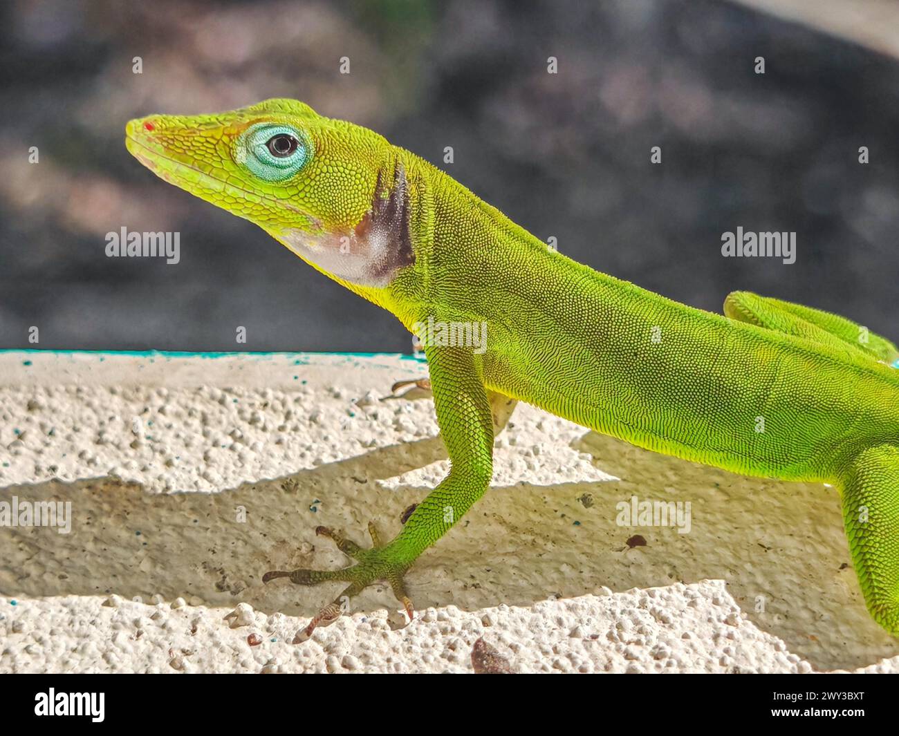 Caribbean flora fauna hi-res stock photography and images - Alamy