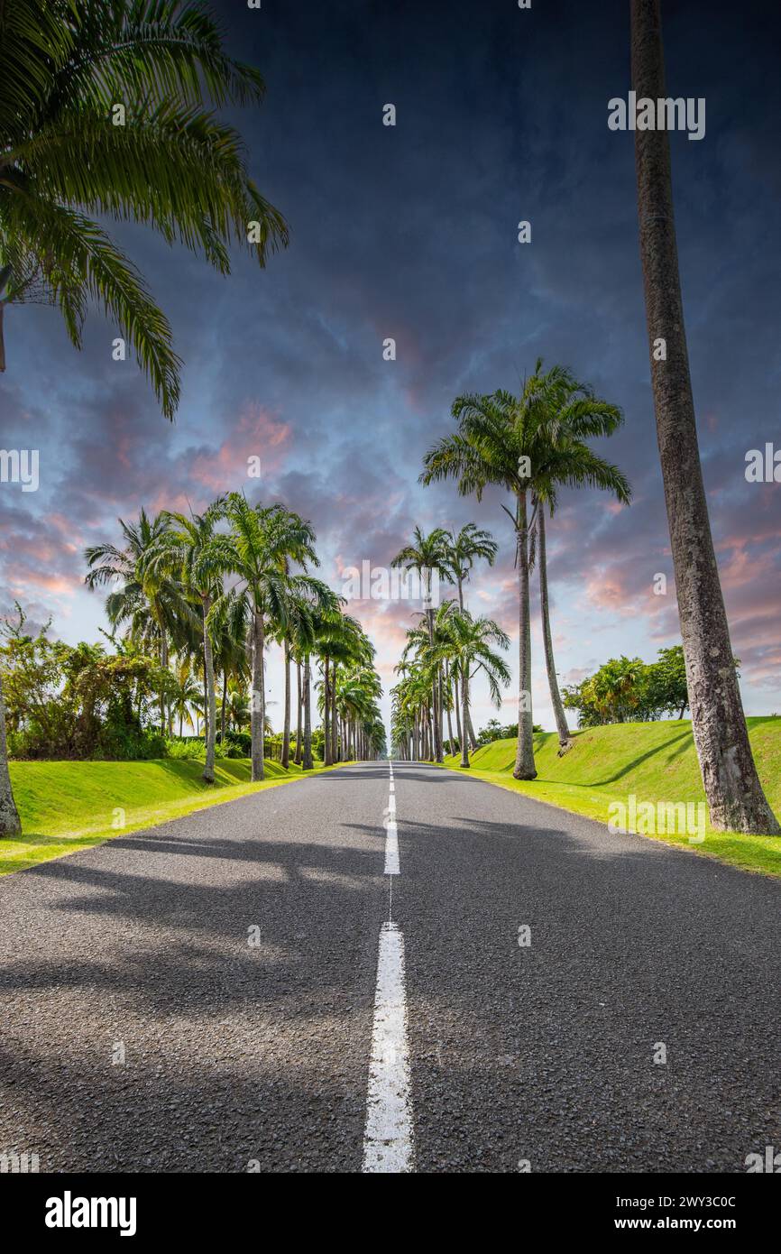 The famous palm avenue l'Allee Dumanoir. Landscape shot from the centre ...