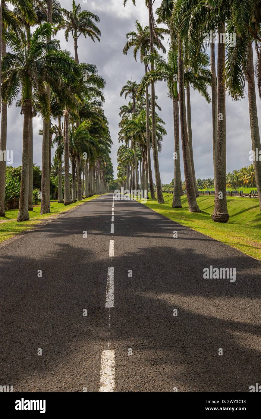 The famous palm avenue l'Allee Dumanoir. Landscape shot from the centre ...