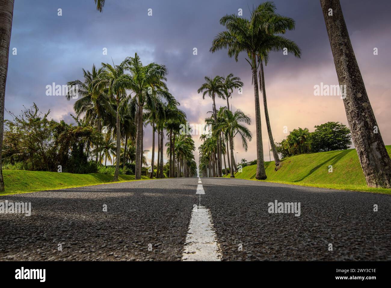 The famous palm avenue l'Allee Dumanoir. Landscape shot from the centre ...