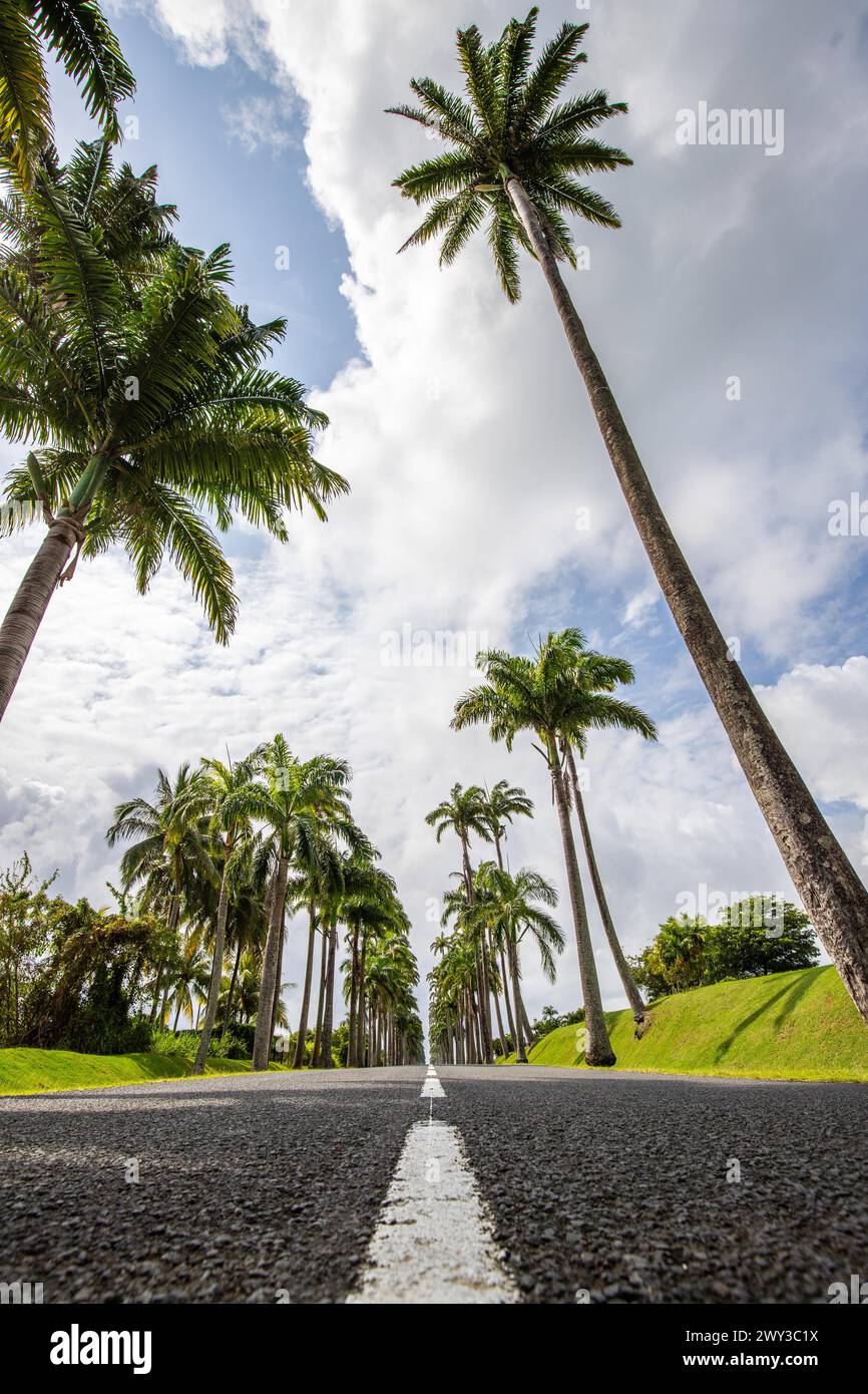 The famous palm avenue l'Allee Dumanoir. Landscape shot from the centre ...