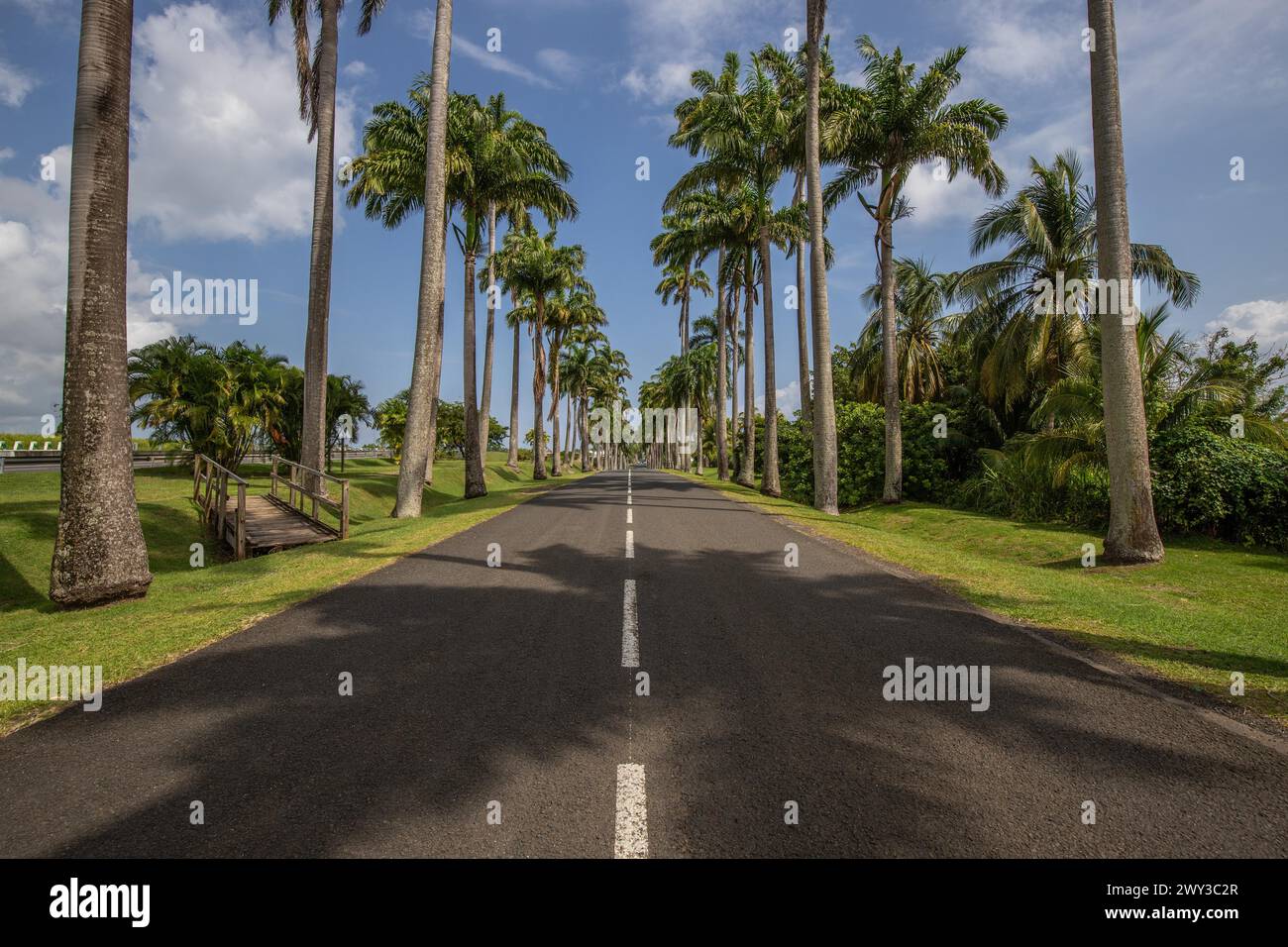 The famous palm avenue l'Allee Dumanoir. Landscape shot from the centre ...
