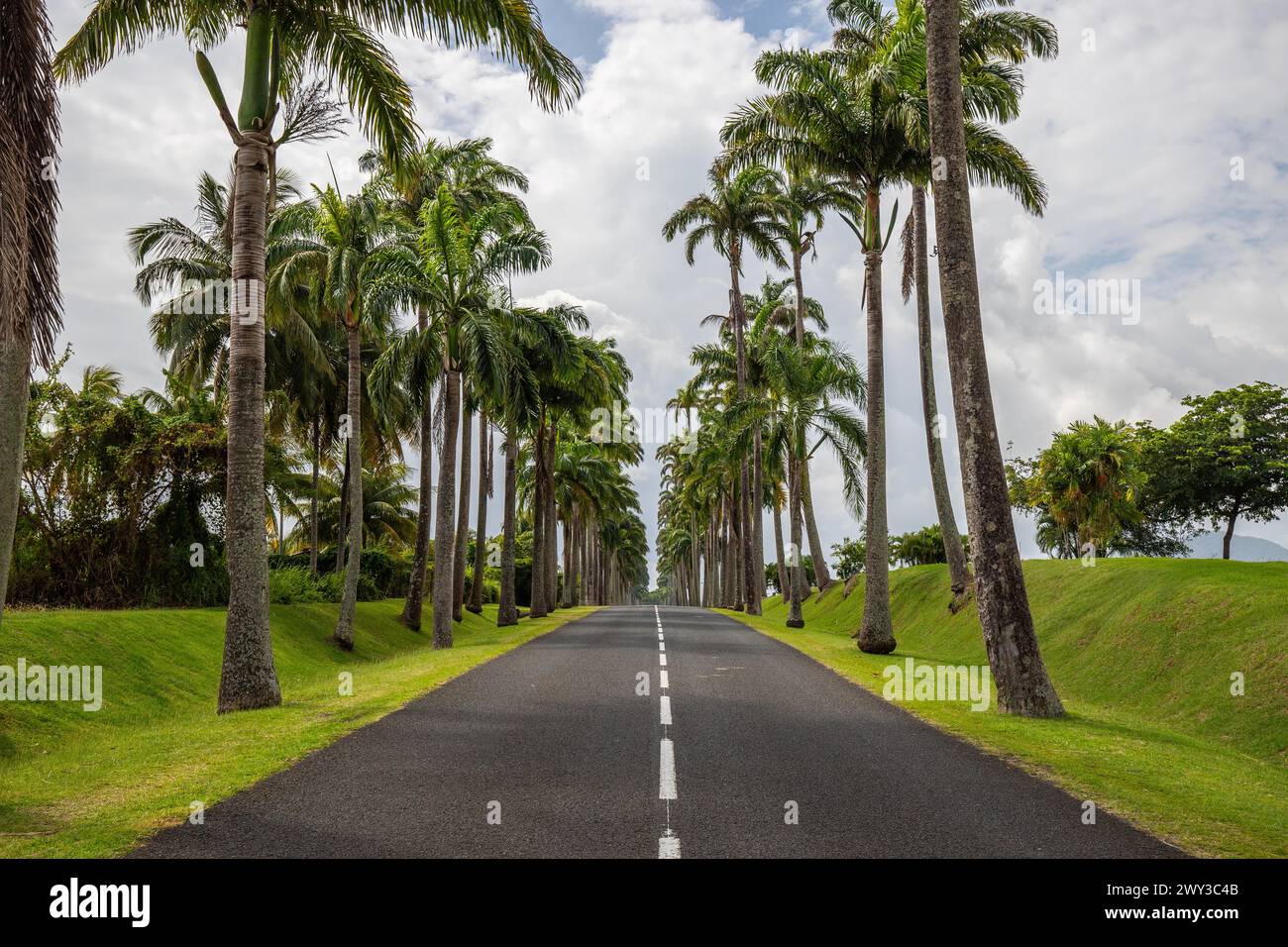 The famous palm avenue l'Allee Dumanoir. Landscape shot from the centre ...